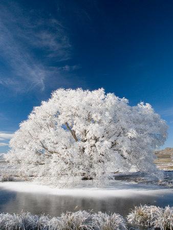 Willow Tree In Winter