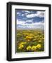 Wildflowers, Marine Parade, Napier Waterfront, Hawkes Bay, North Island ...
