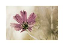 'Solitude' Prints - David Winston | AllPosters.com