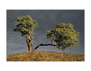 David Winston Posters, Prints, Paintings & Wall Art | AllPosters.com