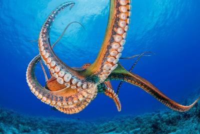 'Day octopus moving across coral reef, Hawaii' Photographic Print ...