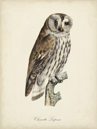'French Owls III' Posters - de Langlois | AllPosters.com