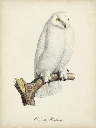 'French Owls IV' Posters - de Langlois | AllPosters.com