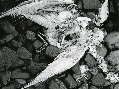 'Dead Bird, Bone, Rock, c. 1970' Photographic Print - Brett Weston ...