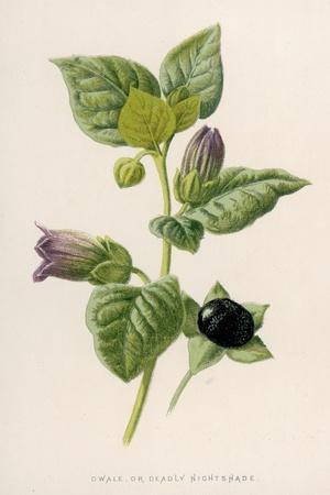 'Deadly Nightshade' Posters | AllPosters.com