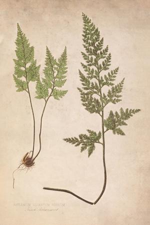 Forest Fern III Photographic Print - Deborah Revell | AllPosters.com