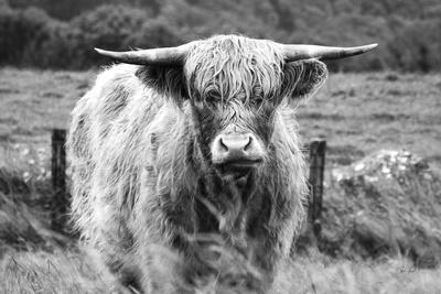 Happy Highland Portrait Photographic Print - Deborah Revell ...