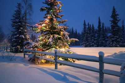 'Decorated Christmas Tree Along Snow-Covered Fence Rail Night Anchorage ...