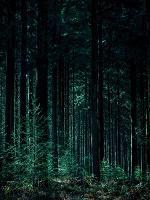 'Deep Green' Photographic Print - Design Fabrikken | AllPosters.com