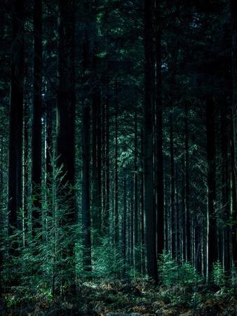 'Deep Green' Photographic Print - Design Fabrikken | AllPosters.com