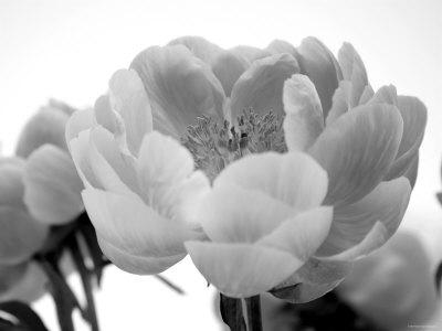 'Delicate Blossom I' Photo - Nicole Katano | AllPosters.com
