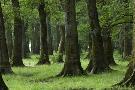'Common Oak (Quercus Robur) and Ash (Fraxinus Sp) Forest, Lonjsko Polje ...