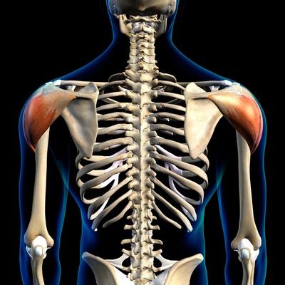'Deltoid muscles isolated in posterior view with human skeletal anatomy ...