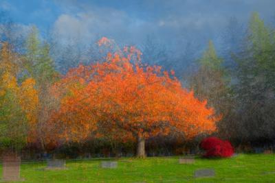 USA, Washington State, Bellingham. Composite abstract of tree in autumn ...