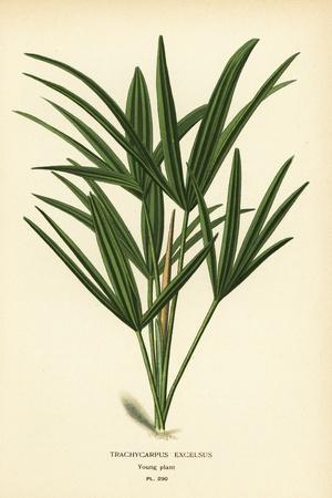 'Broadleaf Lady Palm or Bamboo Palm, Rhapis Excelsa (Trachycarpus ...
