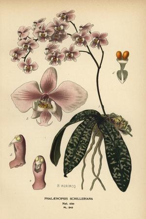 Phalaenopsis Schilleriana Orchid. Chromolithograph from an Illustration ...