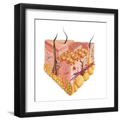 'Detailed Cutaway Diagram of Human Skin' Prints | AllPosters.com