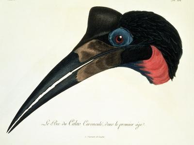 'Detailed study of the head of bird and long beak' Giclee Print ...