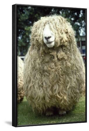'Devon and Cornwall Longwool Sheep' Photographic Print | AllPosters.com