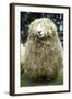 'Devon and Cornwall Longwool Sheep' Photographic Print | AllPosters.com