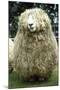 'Devon and Cornwall Longwool Sheep' Photographic Print | AllPosters.com