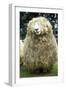 'Devon and Cornwall Longwool Sheep' Photographic Print | AllPosters.com