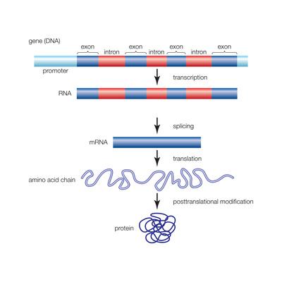 'Diagram of Basic Structure of a Gene. Heredity, Genetics' Posters ...