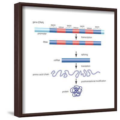 'Diagram of Basic Structure of a Gene. Heredity, Genetics' Posters ...