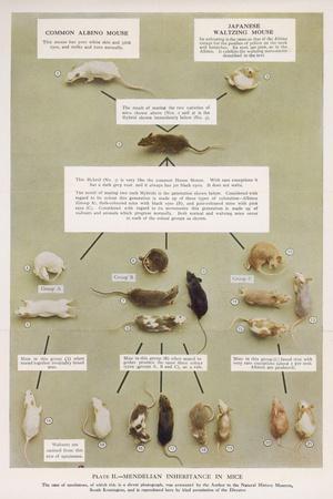 'Diagram Using Real Mice to Show Mendel's Inheritance in Mice Theory ...