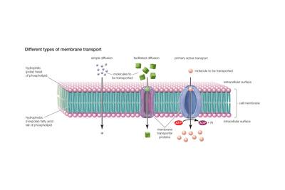 'Different Types of Membrane Transport. Cell Biology' Poster ...