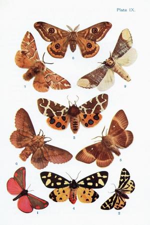 'Different Types of Moths, Illustration from the Book 'Butterflies ...