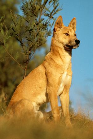 'Dingo Adult Male' Photographic Print | AllPosters.com