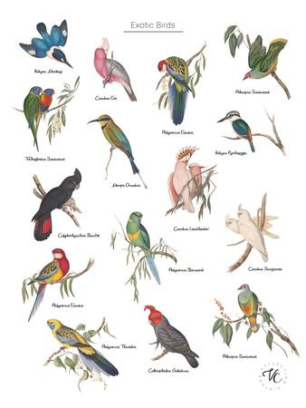 'Discovery Charts - Exotic' Giclee Print - The Vintage Collection ...