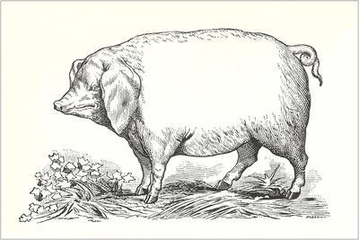 Disgruntled Pig | AllPosters.com