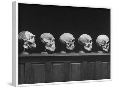 'Display of Skulls Demonstrating Human Evolution' Photographic Print ...