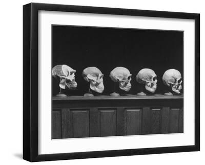 'Display of Skulls Demonstrating Human Evolution' Photographic Print ...