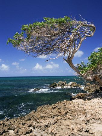 'Divi Divi Tree, Cudarebe Point, Aruba, West Indies, Dutch Caribbean ...