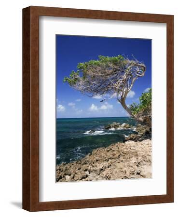 'Divi Divi Tree, Cudarebe Point, Aruba, West Indies, Dutch Caribbean ...