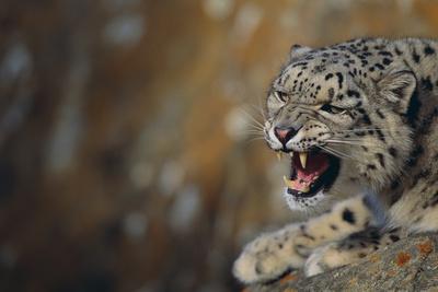 Growling Snow Leopard