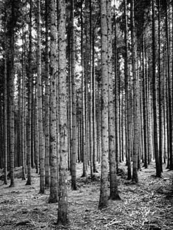 'Trees in the Black Forest' Photographic Print - Dmitri Kessel ...