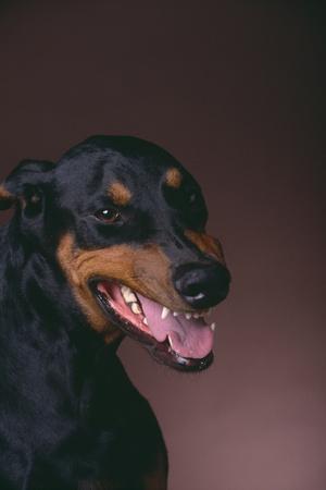 'Doberman Pinscher Growling' Photographic Print - DLILLC | AllPosters.com