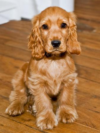 'Dog Breeds - Cocker Spaniel - Puppies - English Cocker' Photographic ...