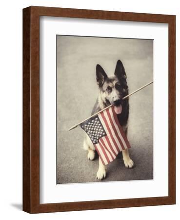 'Dog Holding American Flag in Mouth' Photographic Print - Robert ...