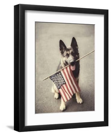 'Dog Holding American Flag in Mouth' Photographic Print - Robert ...
