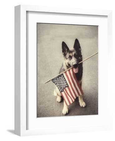 'Dog Holding American Flag in Mouth' Photographic Print - Robert ...