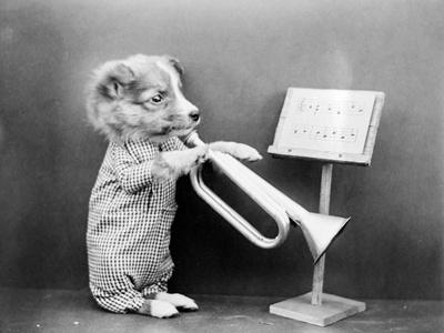 'Dog Playing a Trumpet' Photographic Print | AllPosters.com