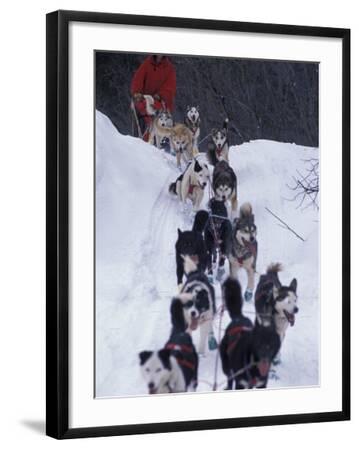 'Dog Sled Racing in the 1991 Iditarod Sled Race, Alaska, USA ...