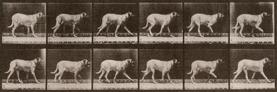 'Dog Trotting' Giclee Print - Eadweard Muybridge | AllPosters.com