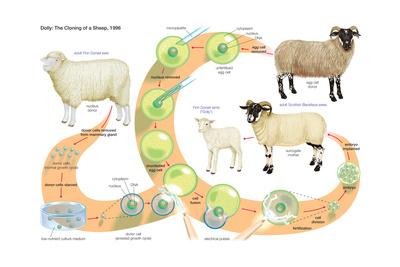 'Dolly, the First Mammal Successfully Cloned. Heredity, Genetics ...