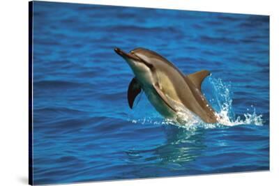 'Dolphin' Stretched Canvas Print | AllPosters.com